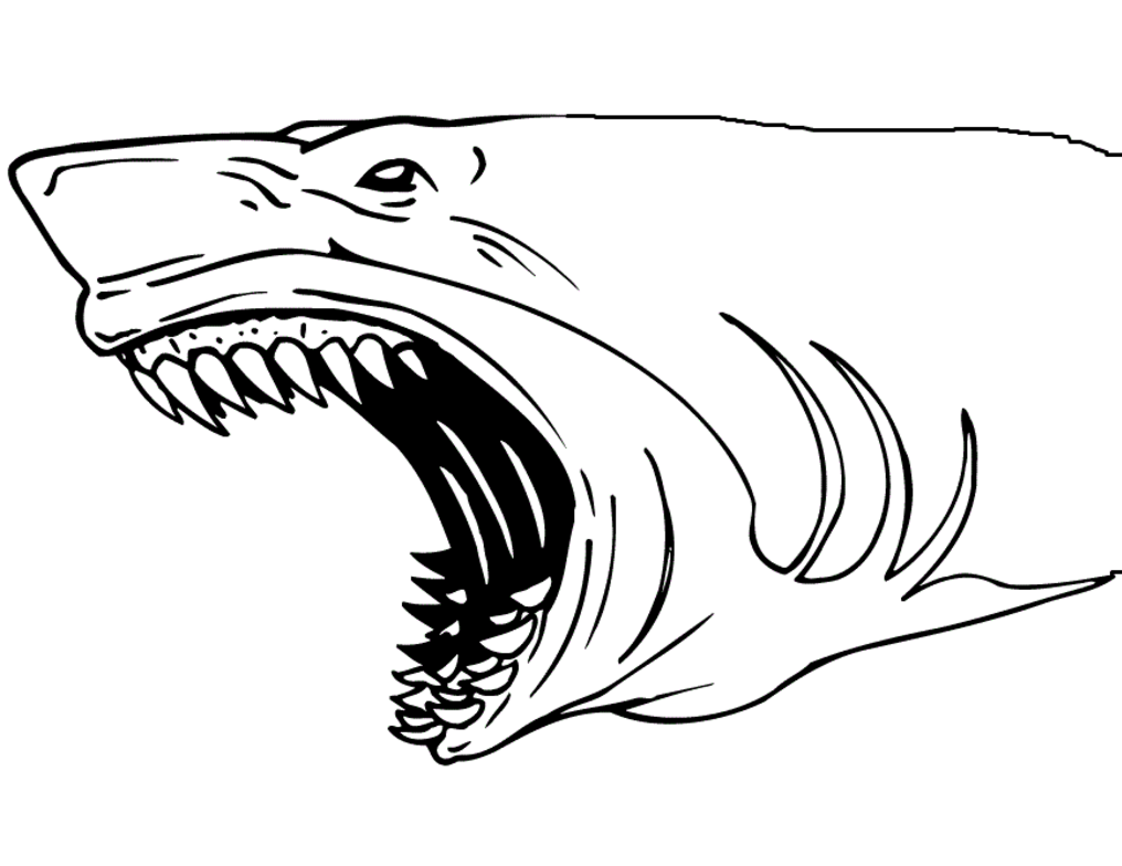 Hammerhead Shark 0 Coloring - Play Free Coloring Game Online