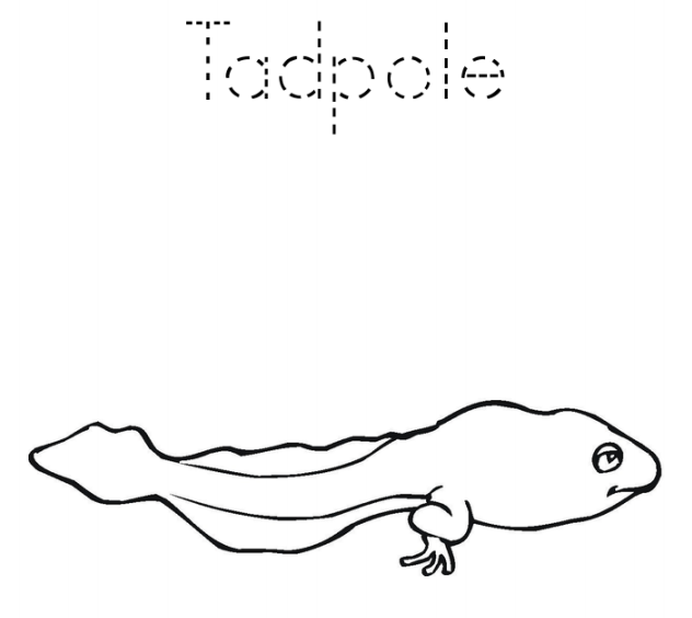 Cartoon Tadpole Coloring - Play Free Coloring Game Online