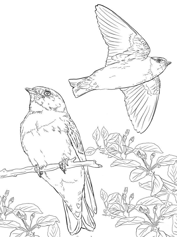 Tree Swallow 1 Coloring - Play Free Coloring Game Online