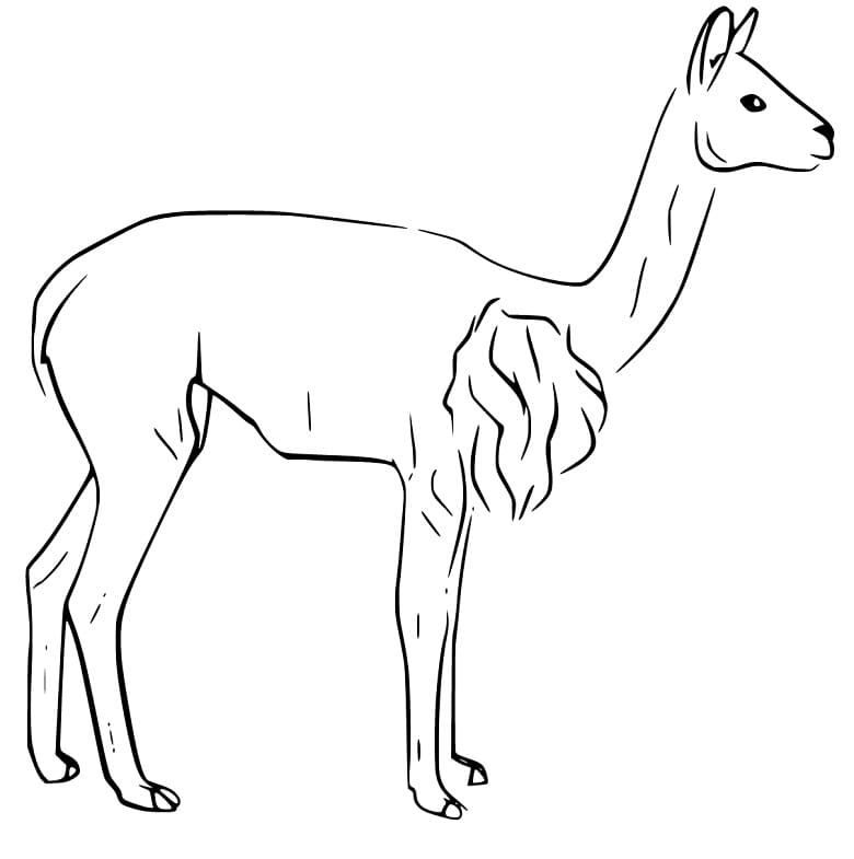 Free Printable Vicuna Coloring - Play Free Coloring Game Online